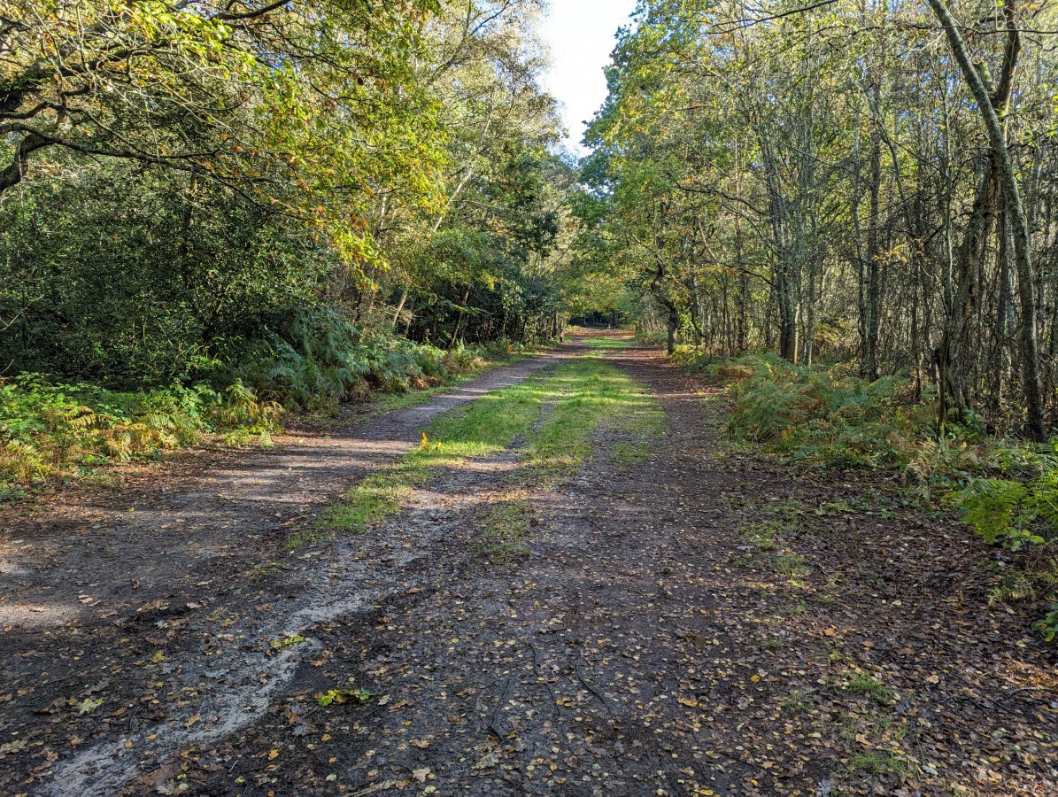 Petts Wood and Hawkwood - National Trust | AccessAble