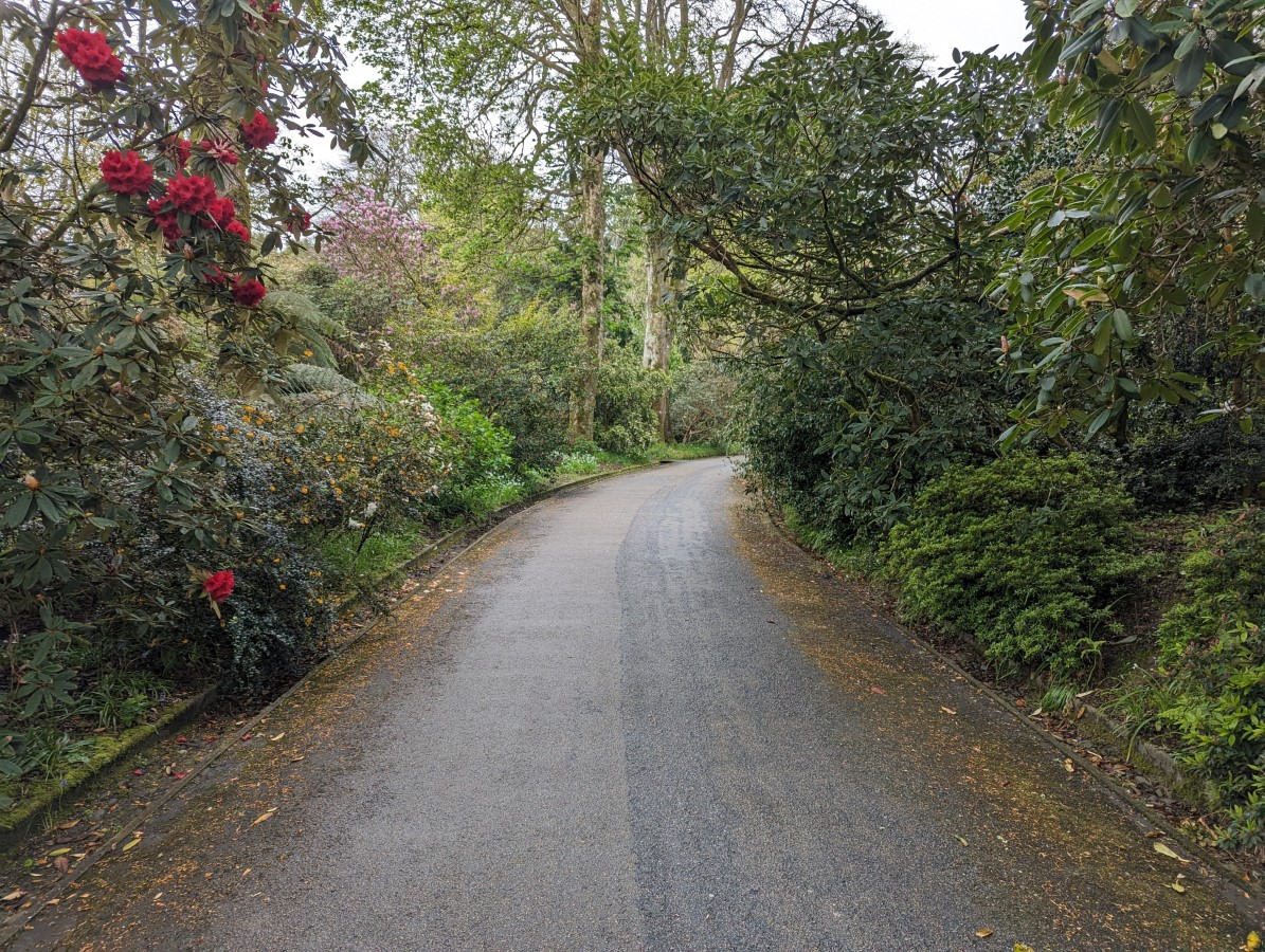 Trengwainton Garden - Foliage, Fuchsia, Middle Walled, Campbelli and Veitchii Gardens | AccessAble