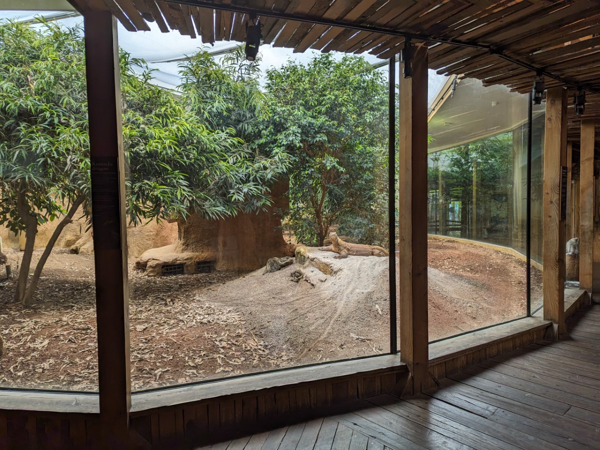 London Zoo - Komodo Dragons | AccessAble