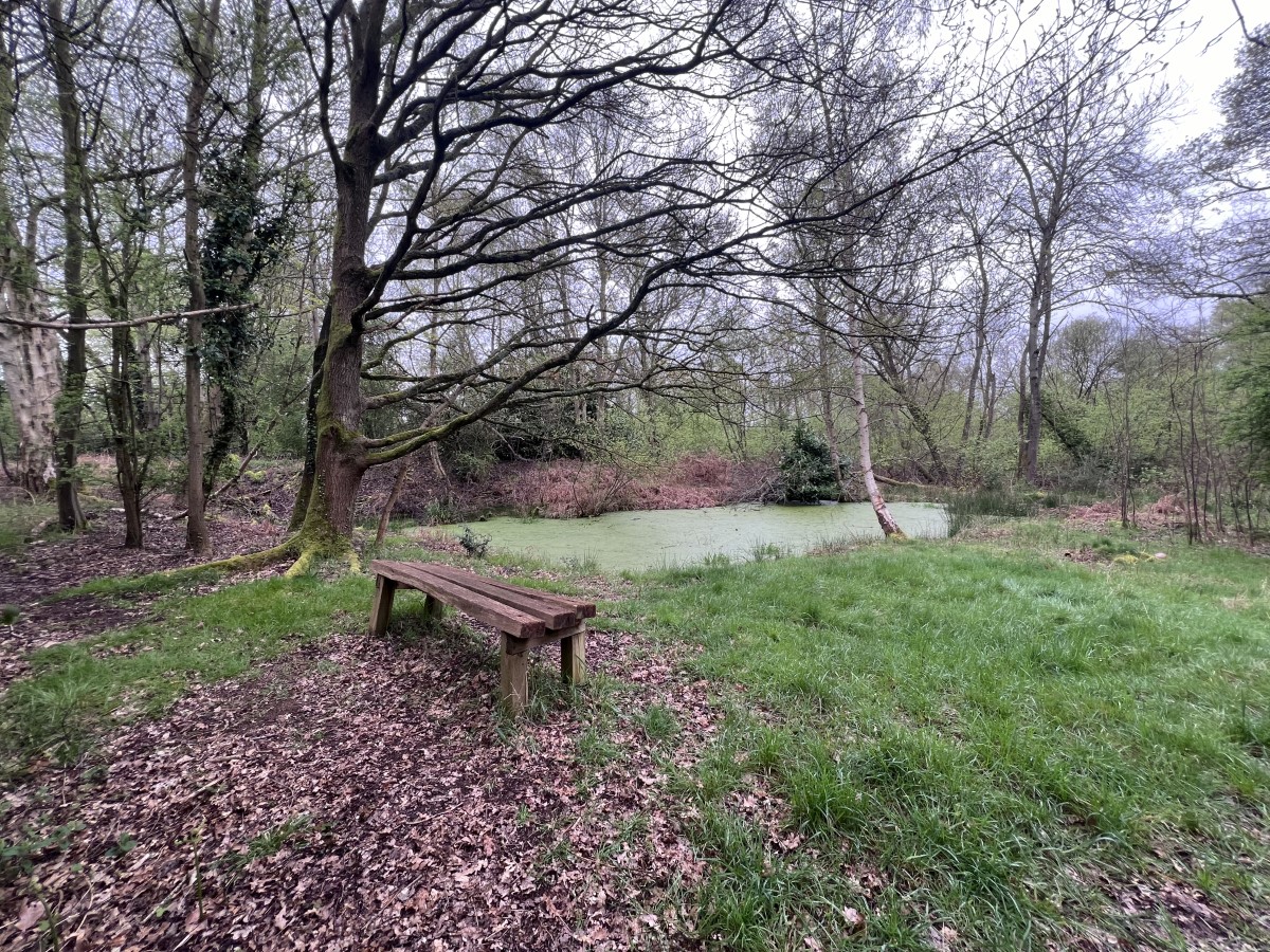Danbury Commons and Blakes Wood - National Trust | AccessAble