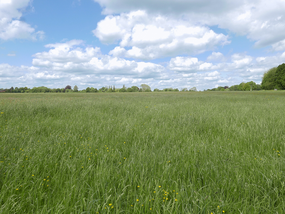 Maidenhead and Cookham Commons - National Trust | AccessAble