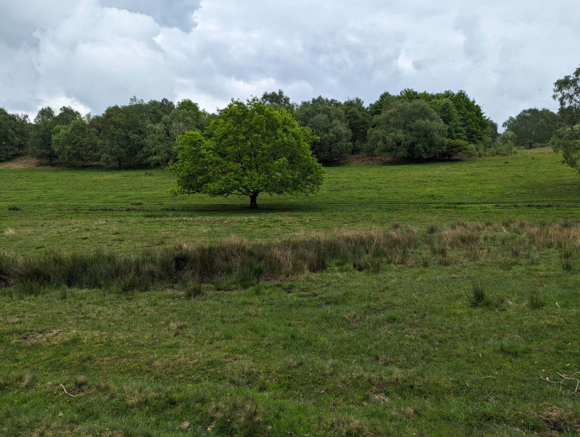 Downs Banks - Woodland - National Trust | AccessAble