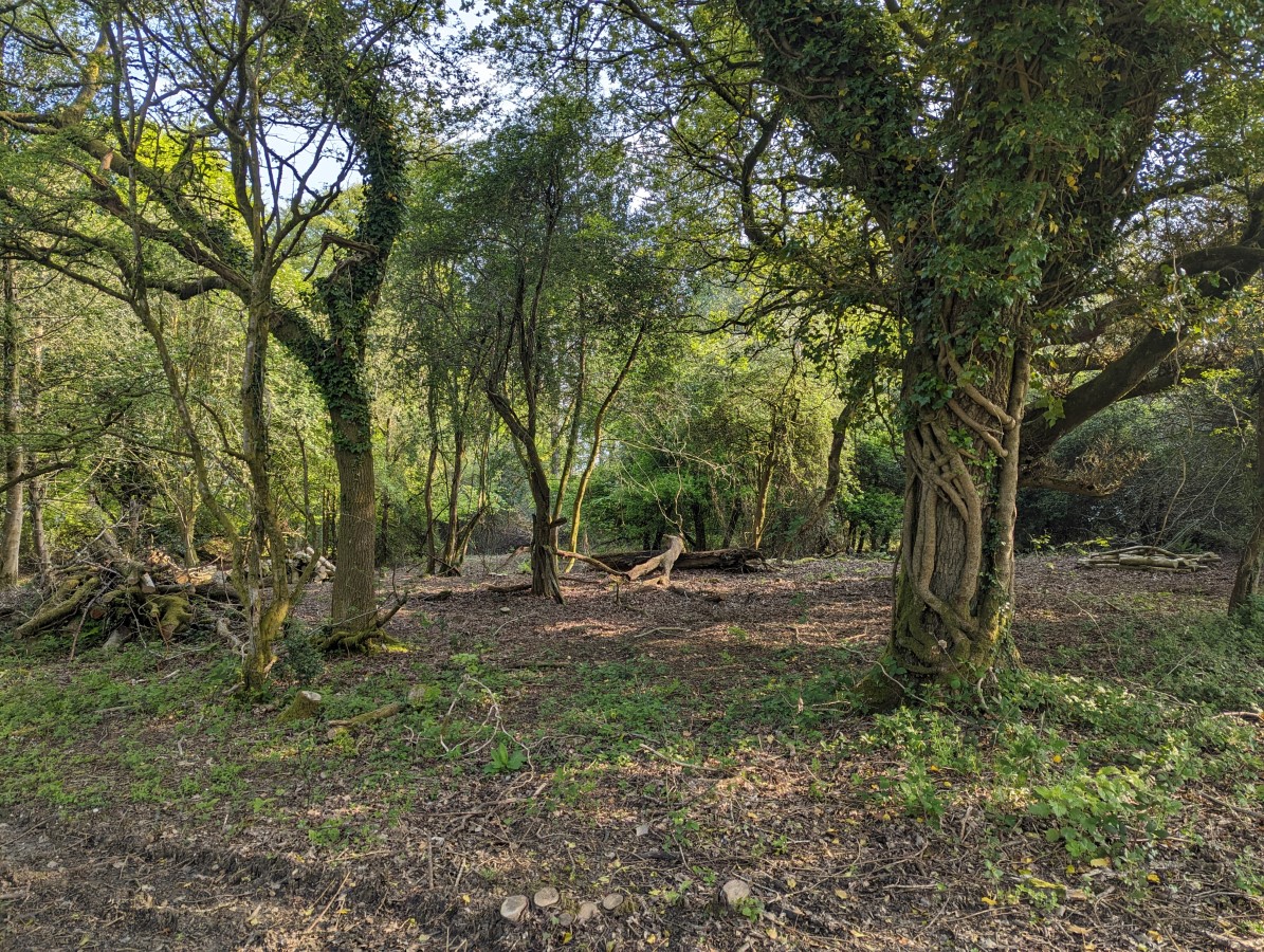 Selborne Common - National Trust | AccessAble