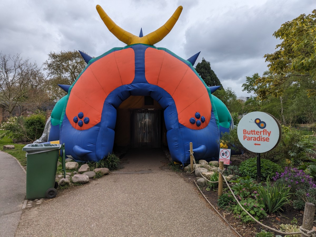 London Zoo - Butterfly Paradise | AccessAble