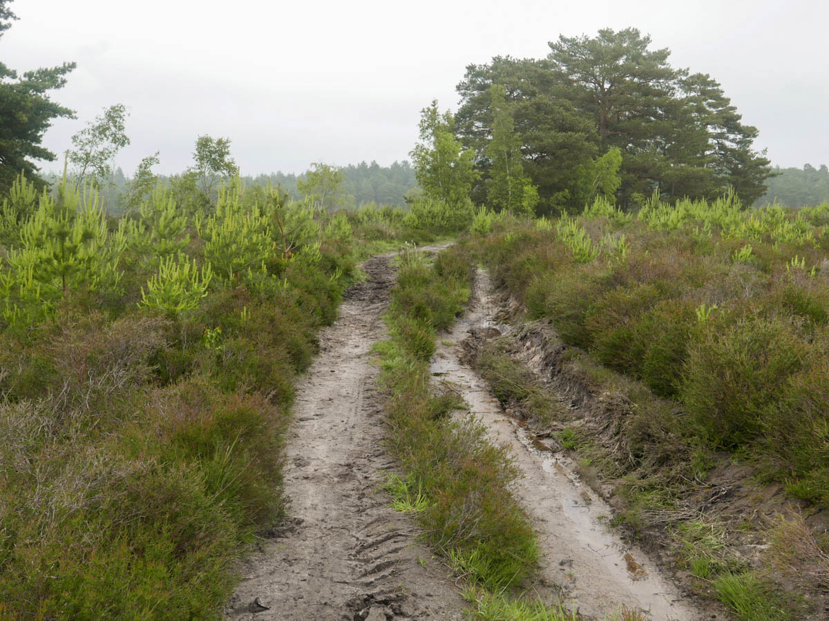 Lavington Common - National Trust | AccessAble