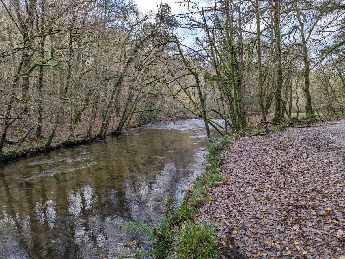 Plymbridge Woods - National Trust | AccessAble