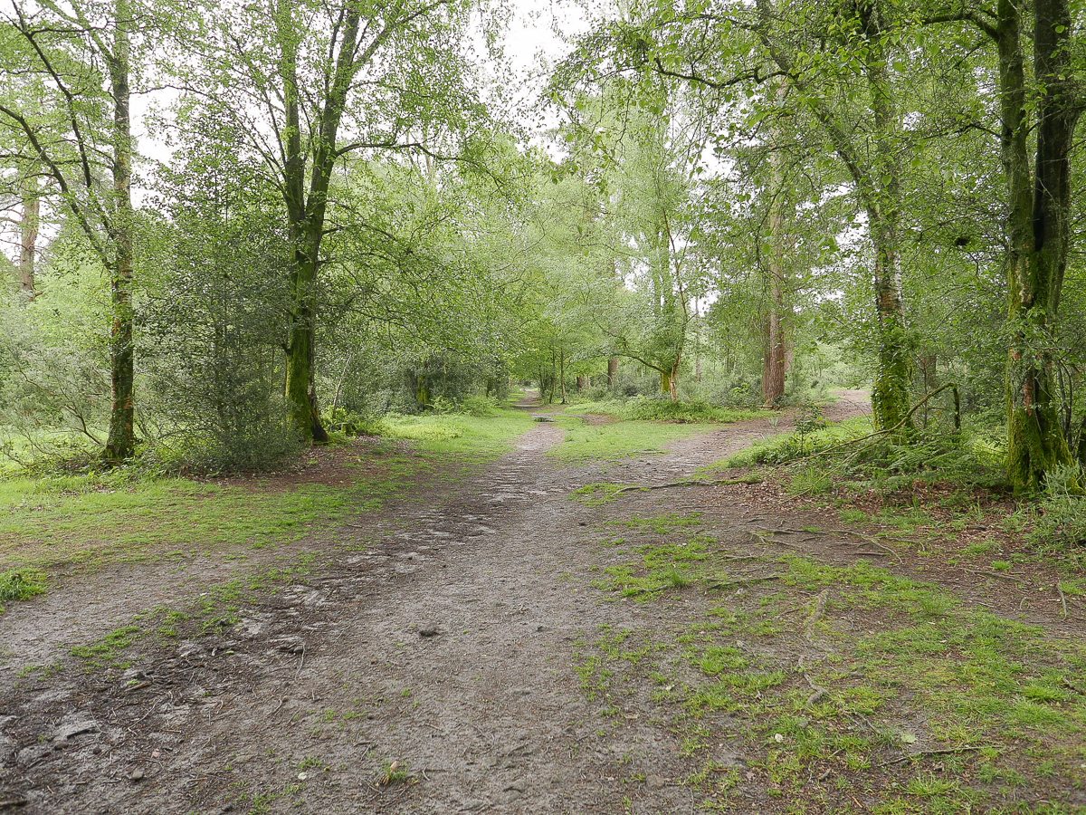 Marley Common - National Trust | AccessAble