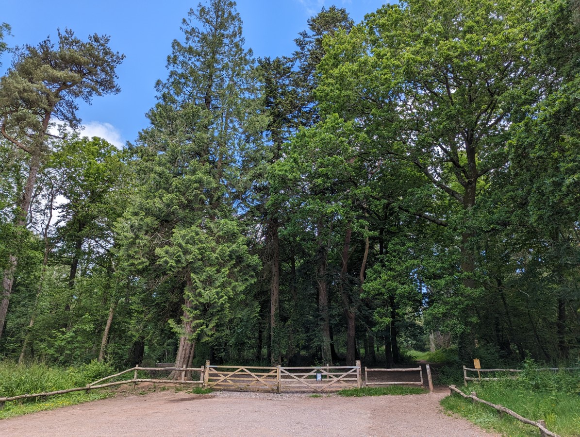 Killerton Estate: Ashclyst Forest - National Trust | AccessAble